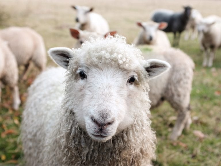 American Sheep Industry | Wooly Weeders